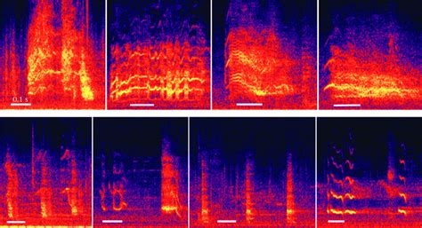 Representative Spectrograms Of A Tonal And B Pulsed Screams