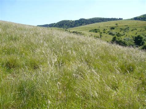 Purple Needlegrass Stipa Pulchra Mysite