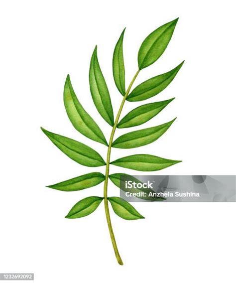 水彩綠色熱帶棕櫚樹葉 手繪樹枝隔離在白色背景上設計手繪自然元素向量圖形及更多一個物體圖片 一個物體 剪貼畫 圖畫 藝術品 Istock