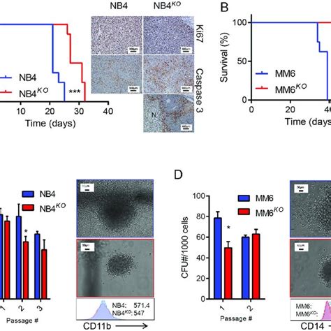 Loss Of Klf4 Reduces Leukemia Burden In A Cell Based Xenograft Model Download Scientific