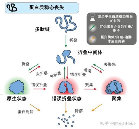 翻译异常成蛋白老化元凶！cell子刊：干预这3个过程将直击衰老根源 知乎