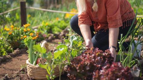 Місячний посівний календар на серпень 2023 року коли збирати врожай ПІК