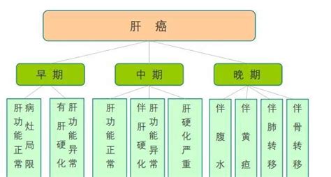肝癌全攻略：分类、分期、检查与治疗