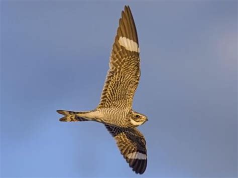Common Nighthawk S Instagram Twitter Facebook On IDCrawl