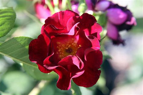 Rosa Don Juan Don Juan Rose North Carolina Extension Gardener