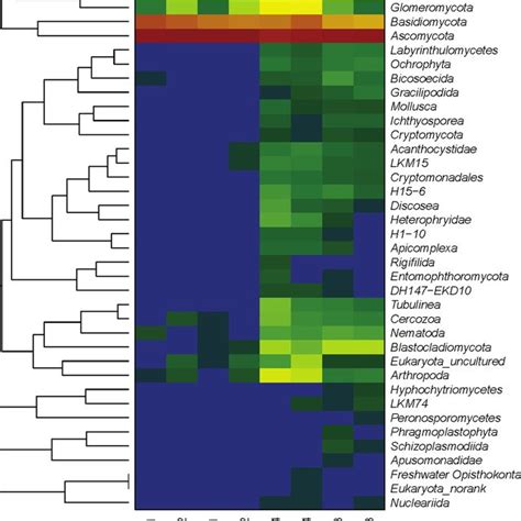 Microbial Community Heatmap Analysis Of The Fungal Phyla Detected