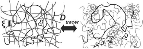 Tracer Diffusion In Heterogeneous Polymer Networks Di Lorenzo 2014 Macromolecular