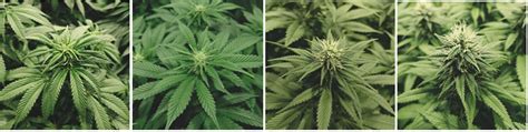 Cannabis Plants Flowering Stages Advanced Nutrients Recipe For