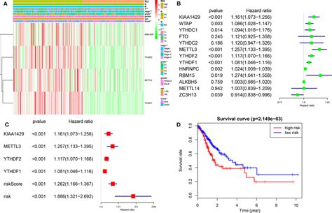 Interaction Among M A Rna Methylation Regulators And Pathway Analysis