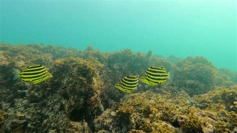 제주 세화해수욕장 스노클링 Youtube