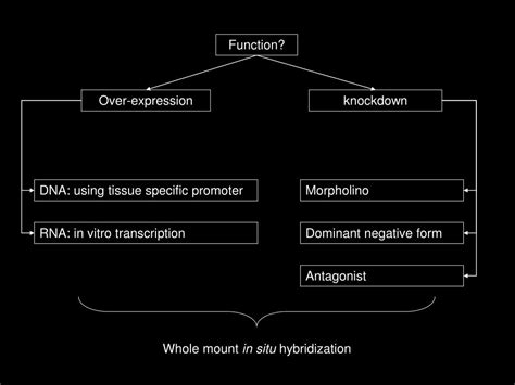 Ppt Whole Mount In Situ Hybridization Powerpoint Presentation Free