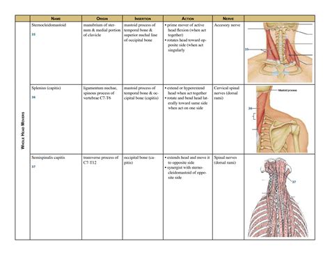 Solution Comprehensive Guide All Major Muscles Of The Human Body 2