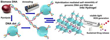 Biomass Derived Self Assembled DNA Dot Hydrogels For Enhanced Bacterial Annihilation Nanoscale