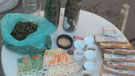 Secuestran Plantas Y Bagullos De Marihuana En Allanamiento