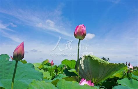 江西泰和荷花绽放美如画 人民图片网