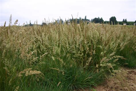 June Grass Hay At Exie Long Blog