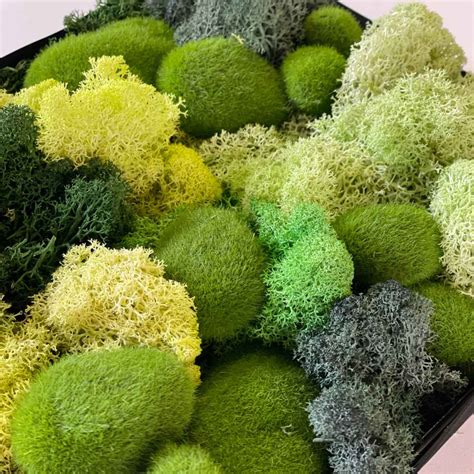 Preserved Moss Wall Art Triangle Nursery Academy