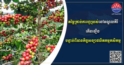 តម្លៃគ្រាប់កាហ្វេស្រស់ នៅមណ្ឌលគិរីកើនឡើង បន្ទាប់ពីមានកិច្ចសន្យាផលិតកម្មកសិកម្ម ក្រសួងព័ត៌មាន