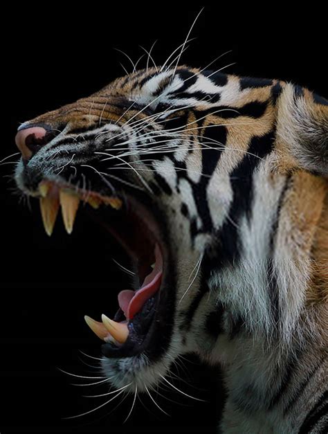 Tiger Face Growling Side View Dominant Male Called Db3 From Kanha