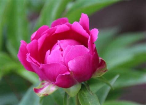 芍药花的养殖方法，老农总结最实用八大养殖方法 —【发财农业网】