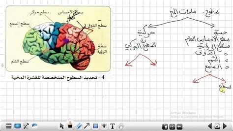 فصوص وساحات المخ علوم طبيعية السنة الرابعة متوسط درس2 Youtube