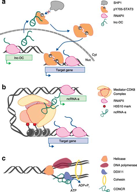 Long Noncoding Rnas Lncrnas Modulate Protein Activities A The Lnc Dc