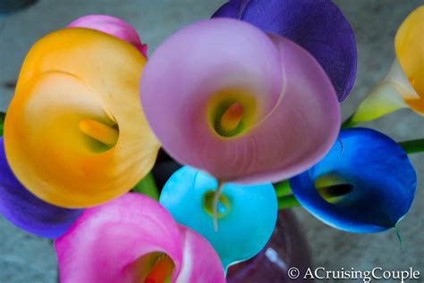 Taiwan Calla Lily Festival Travel Taiwan A Cruising Couple