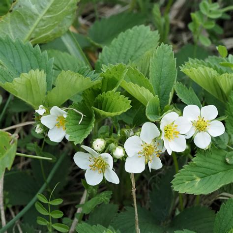 Fragaria Virginiana Wild Strawberry