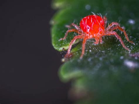 The Creepy Sex Ritual Of Spider Mites Scrollaafrica