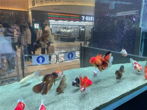 잠실 롯데월드타워아쿠아가든 물고기 수족관 카페 메뉴 가격 후기 네이버 블로그