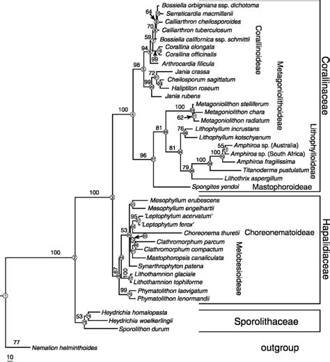Ml Phylogenetic Tree The Resulting Tree Allows The Differentiation Of