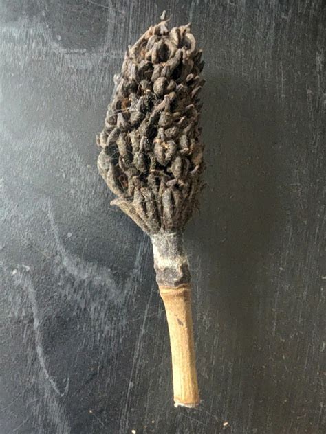 Buy Magnolia Seed Pods Sanitized — Juices Arthropods