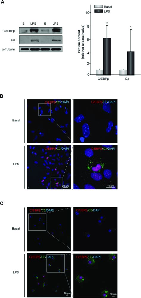 Induction Of C Ebp And C Gene Expression In Mouse Astrocytes And