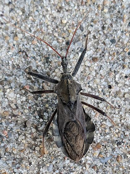 Unknown “bug” Arilus Cristatus Bugguide Net