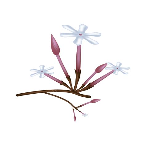 Gambar Vektor Bunga Melati Dengan Png Daun Vektor Mel