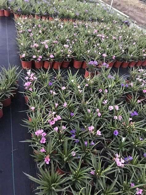 苗圃批发直销 矮生翠芦莉 花瓣网