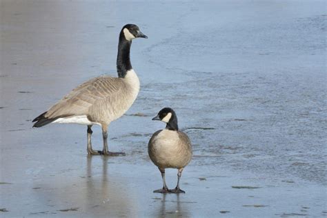 Cackling Goose Facts Size Diet Migration Range And Pictures