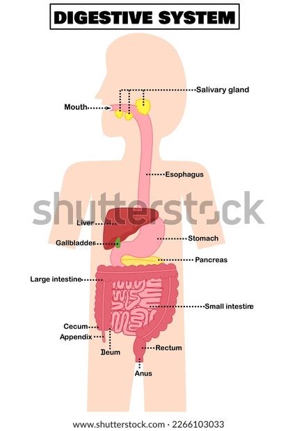 Human Digestive Systemgastrointestinal Tractanatomy Diagramchart