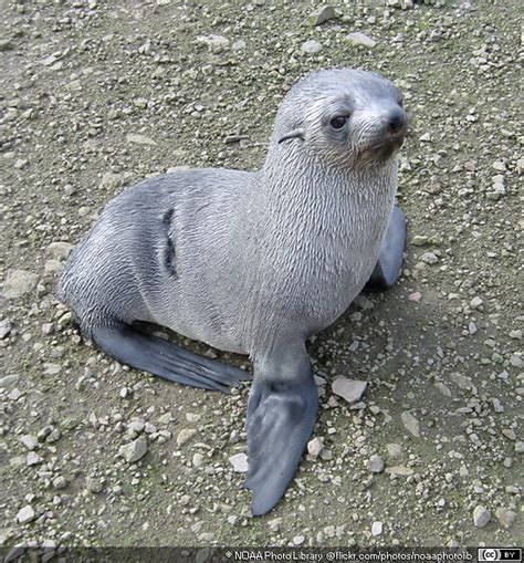 Antarctic Fur Seals