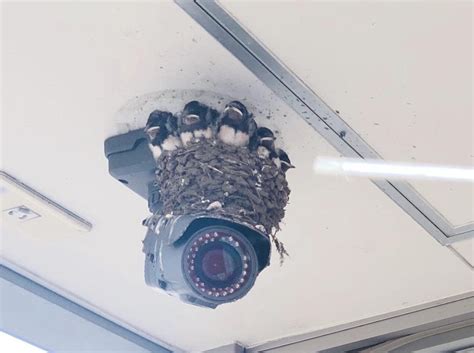 New Nest™ Camera Album On Imgur