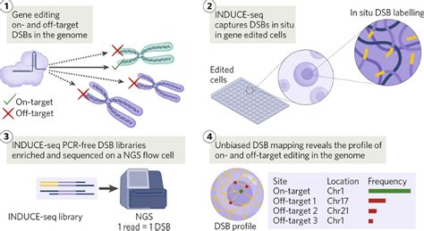 Double Strand Breaking From The Pack