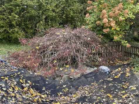 Japanese Maple Sick Rjapanesemaples