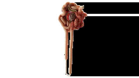 3d Microanatomy Model Of Nephron Voka