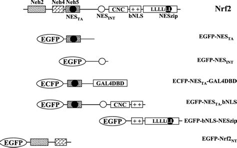 Schematic Drawing Of Nrf2 Molecular Structure And The Design Of