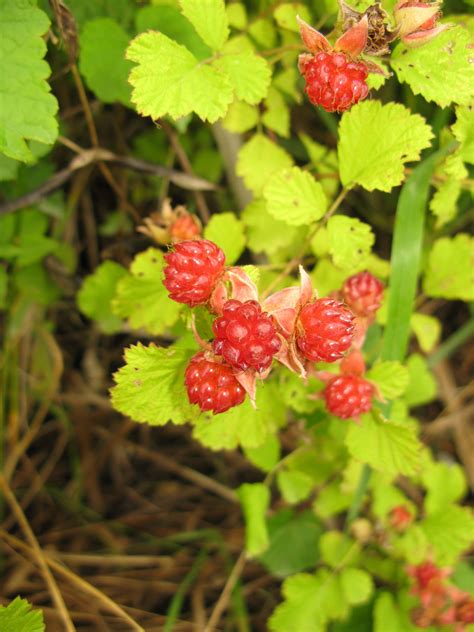 Raspberry Plant Or Weed At Jeremy Burris Blog