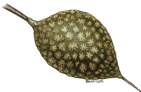 Adw Bryozoa Information