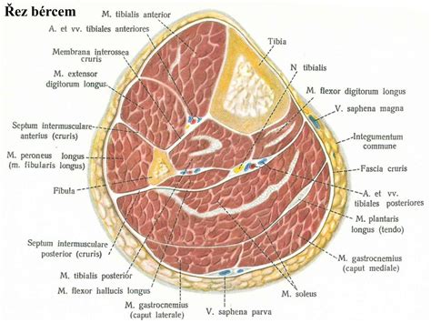 Ppt Svaly DolnÍ KonČetiny Musculi Membri Inferioris Musculi