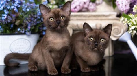 Burmese Kittens