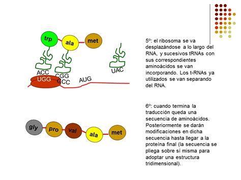 Biología Grado Noveno Diapositivas CÓdigo GenÉtico Y SÍntesis De Proteinas