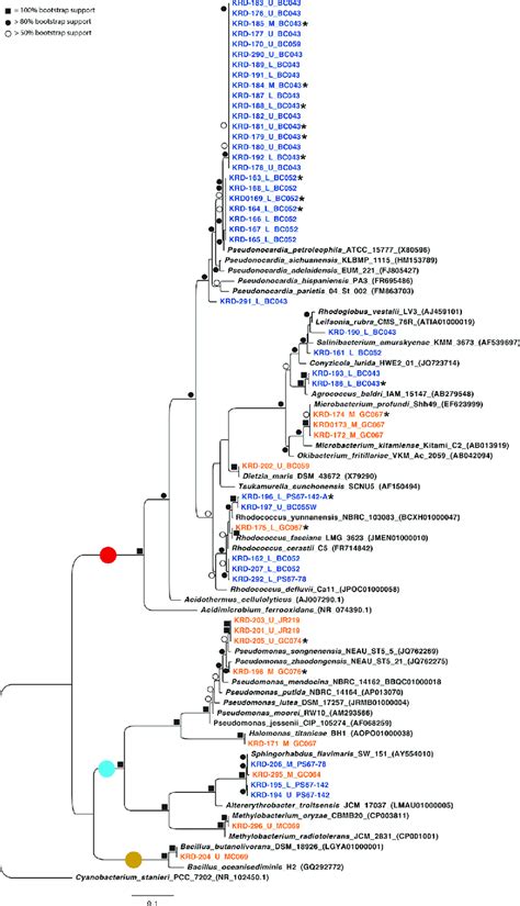Ml Tree Based On 16s Rrna Gene Sequences Of 50 Strains Isolated From Download Scientific